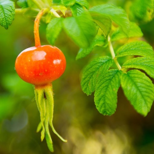 Aktivitetskalender august 2024 | Tromborg Tarot